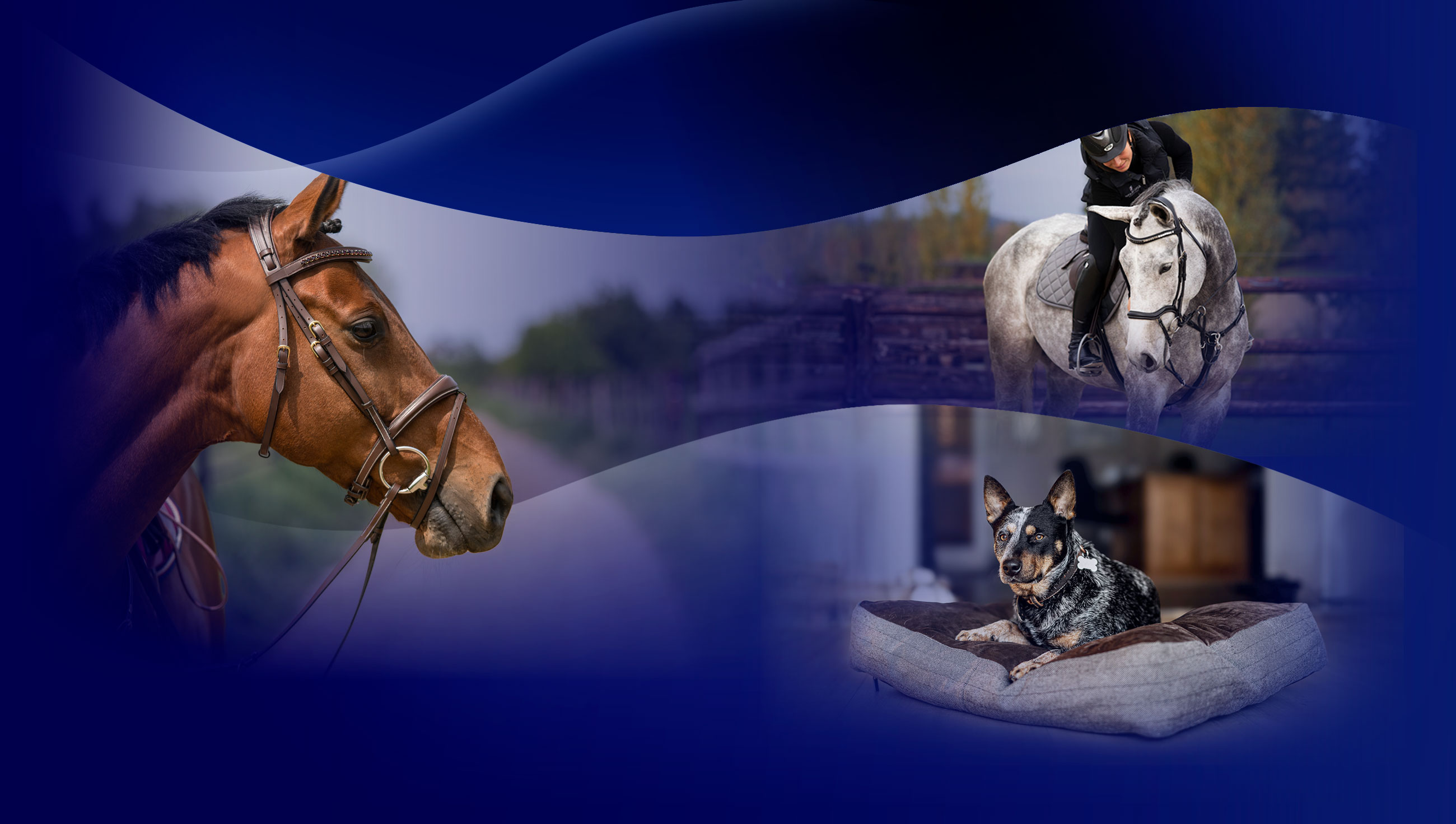 HFI Master Collection :: Home